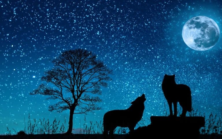 Animated Lockscreens: 2 Best Methods To Revamp Your Phone